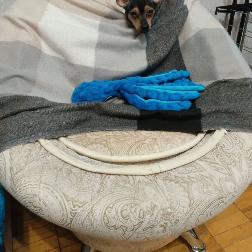 Русский той-терьер, щенок