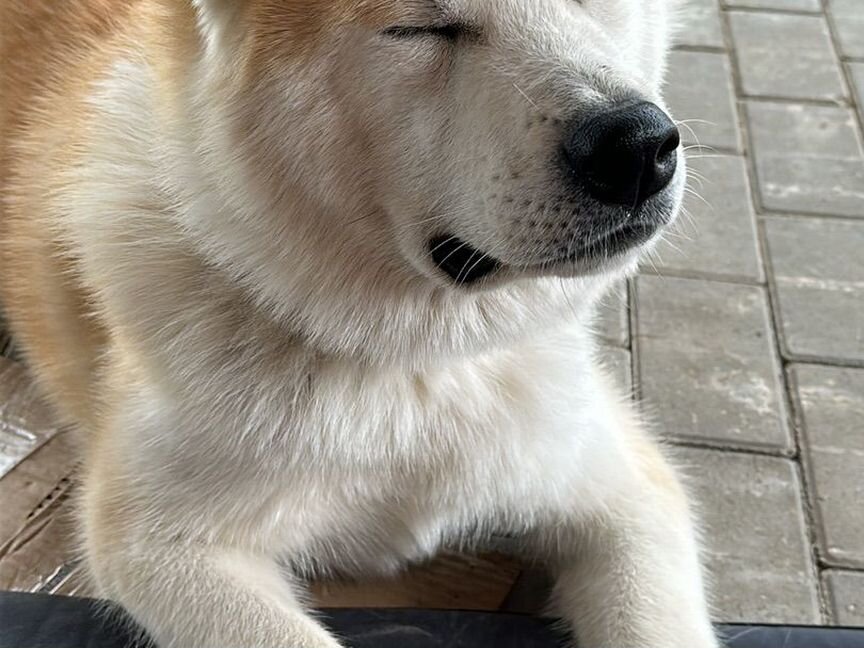 Отдам в добрые руки собаку 8 мес