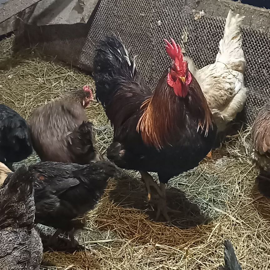 Молодые петухи