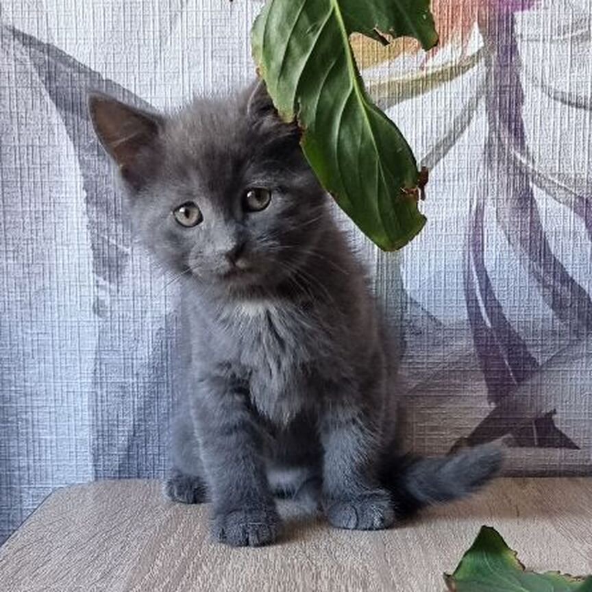 Кошки в добрые руки бесплатно