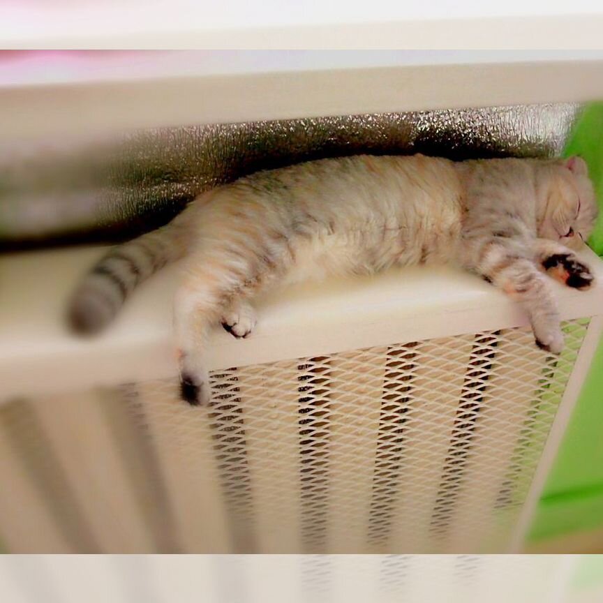 Шотландский вислоухий короткошёрстный котёнок