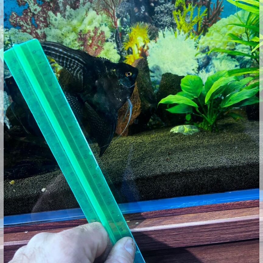 Аквариумные рыбки