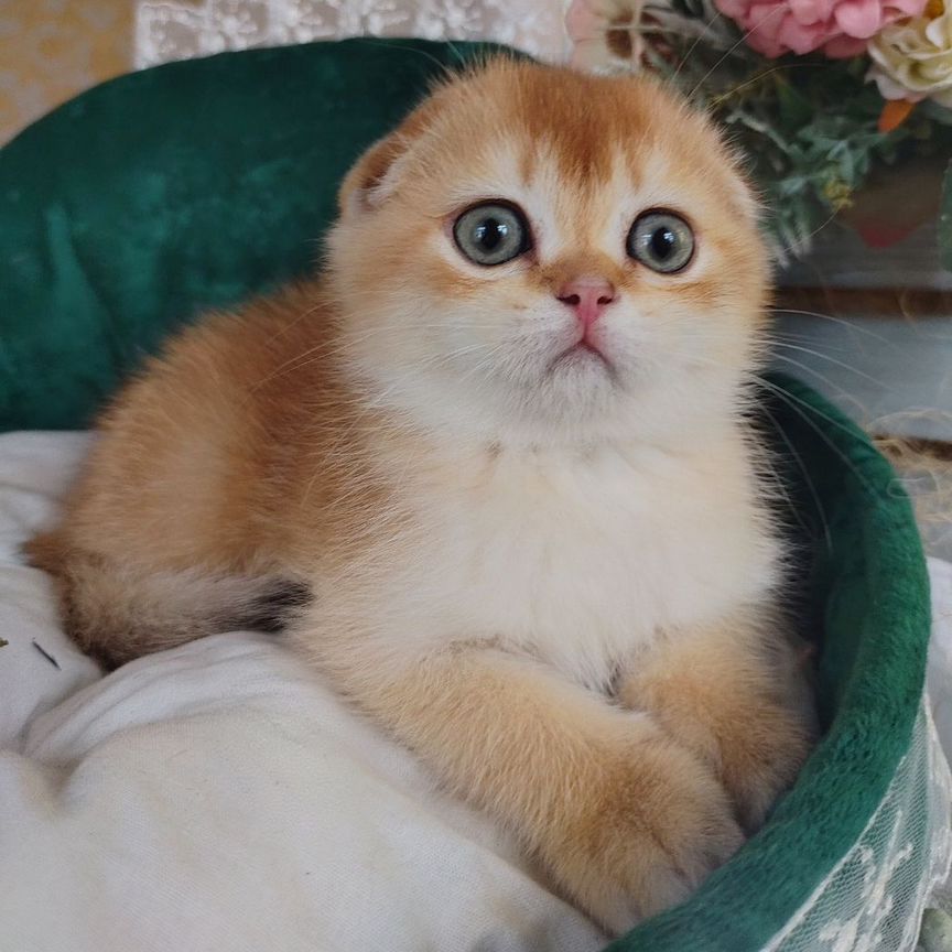 Шотландский вислоухий короткошёрстный котёнок
