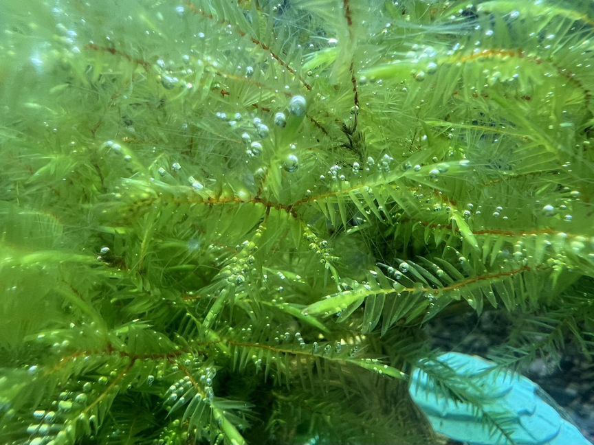 Мох в авариум