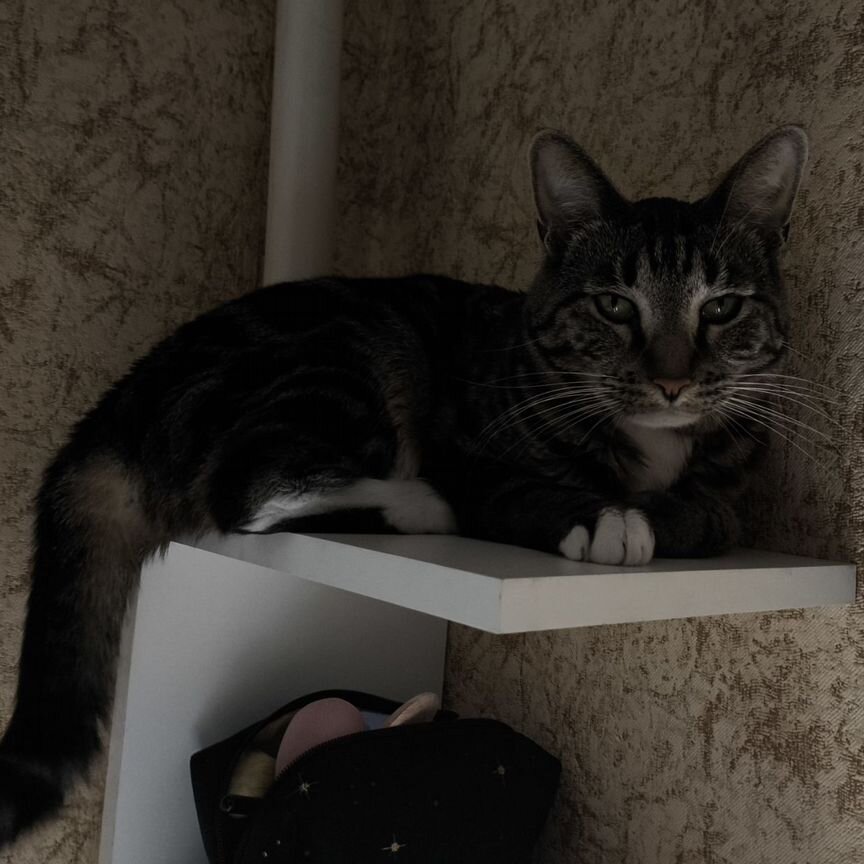 Сибирская, взрослая кошка