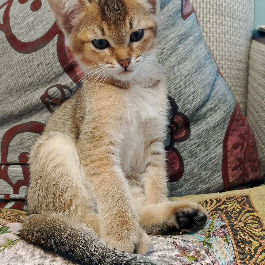 Котенок 2 месяца девочка