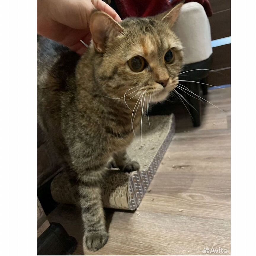 Взрослая кошка в добрые руки