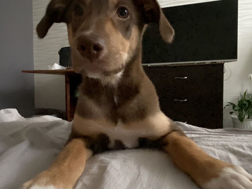 Пристрою щенка