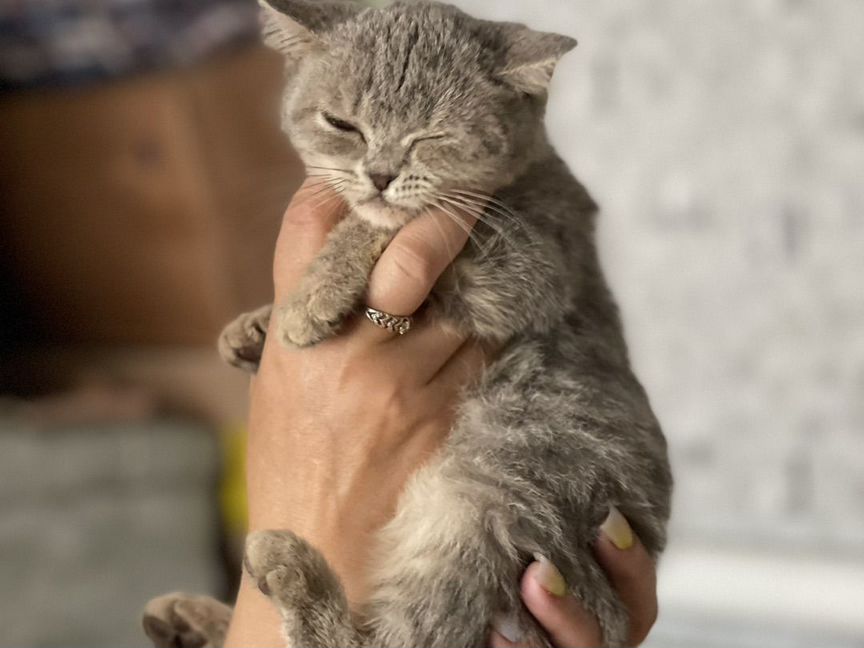 Которебёнок в добрые руки)