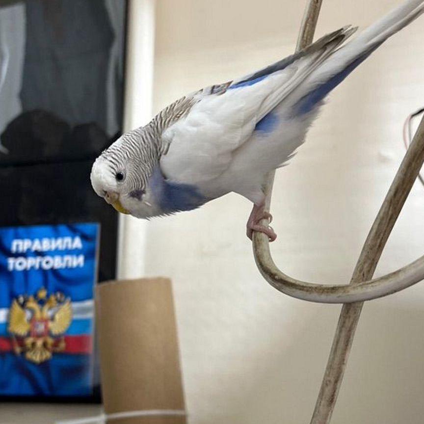 Волнистый попугай
