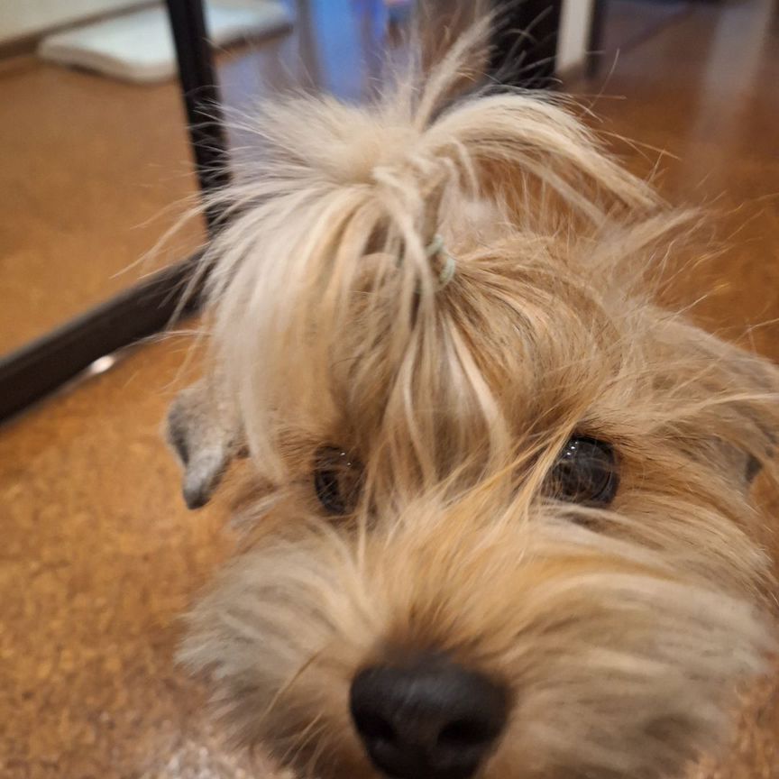 Йоркширский терьер Бивер