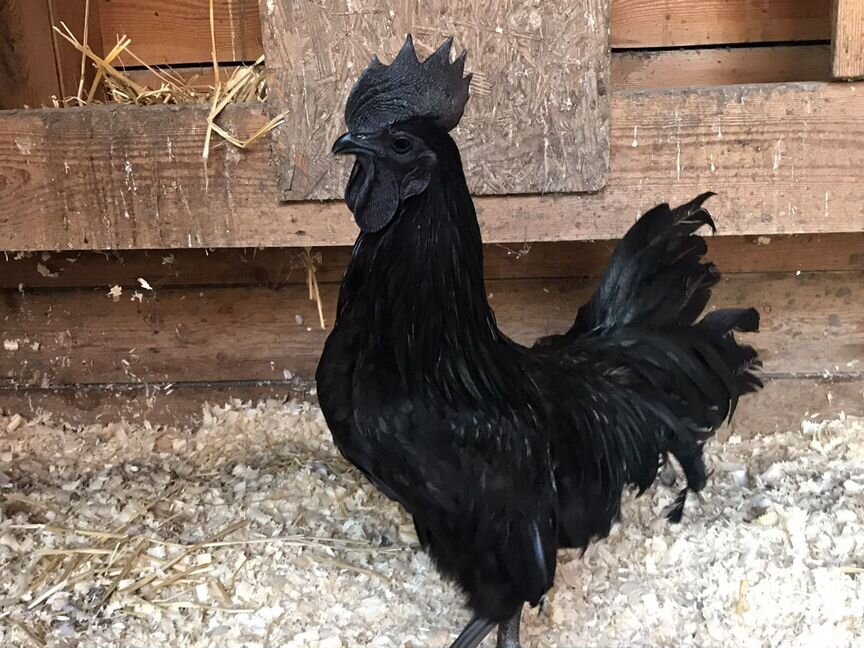 Петух породы Аям Цемани