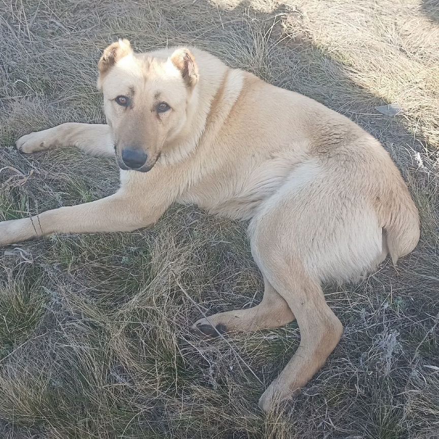 Среднеазиатская овчарка, взрослый пёс