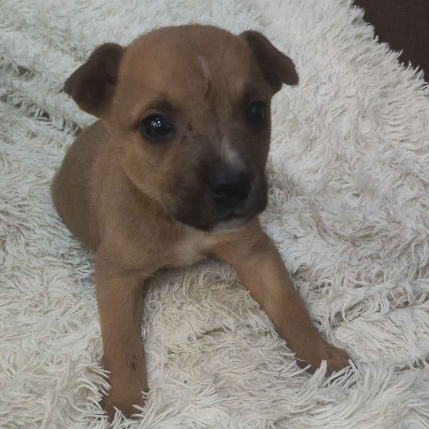 Чистокровный стаффорд