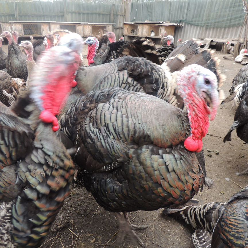 Индюки взрослые степная порода