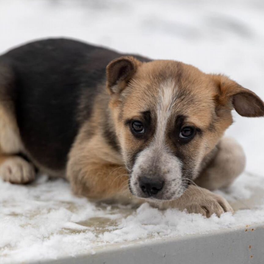 Мишенька,щенок погибнет на улице, очень нужен дом