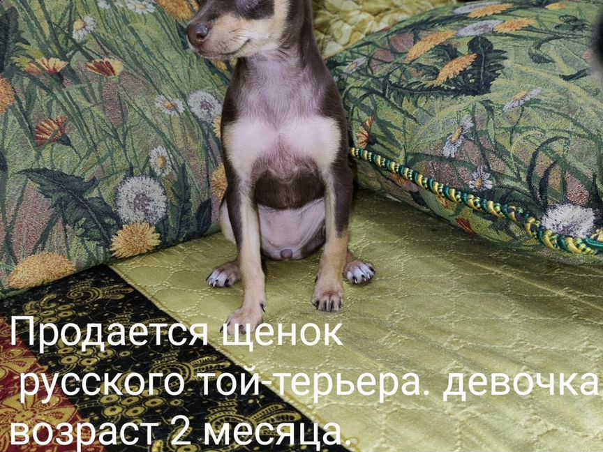 Щенок русского той-терьера
