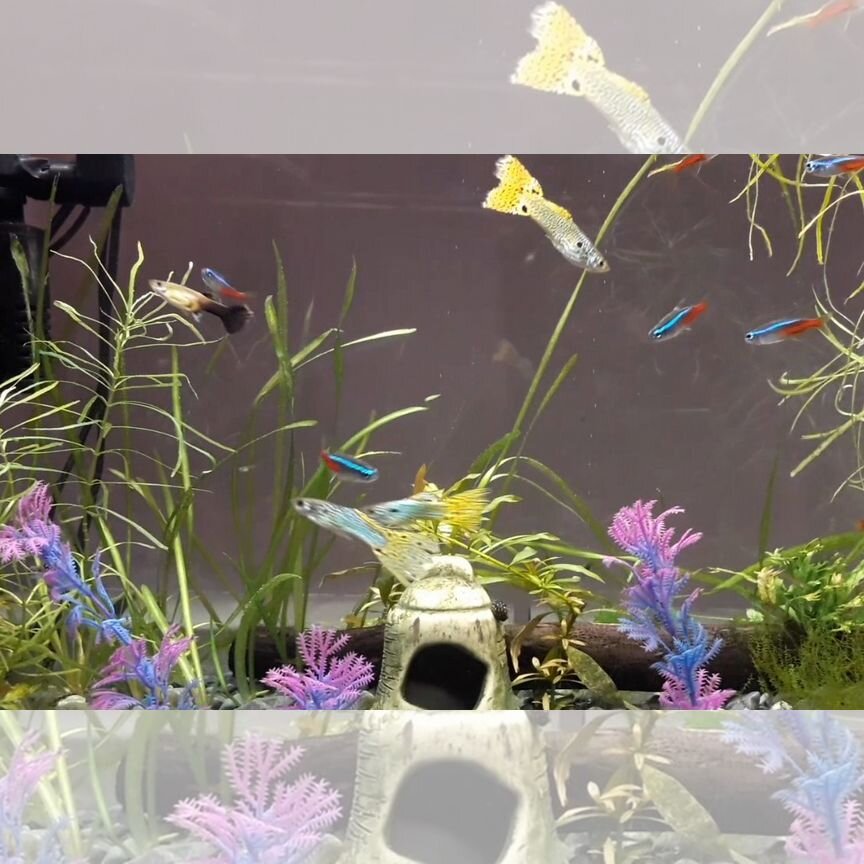 Продам аквариумных рыбок