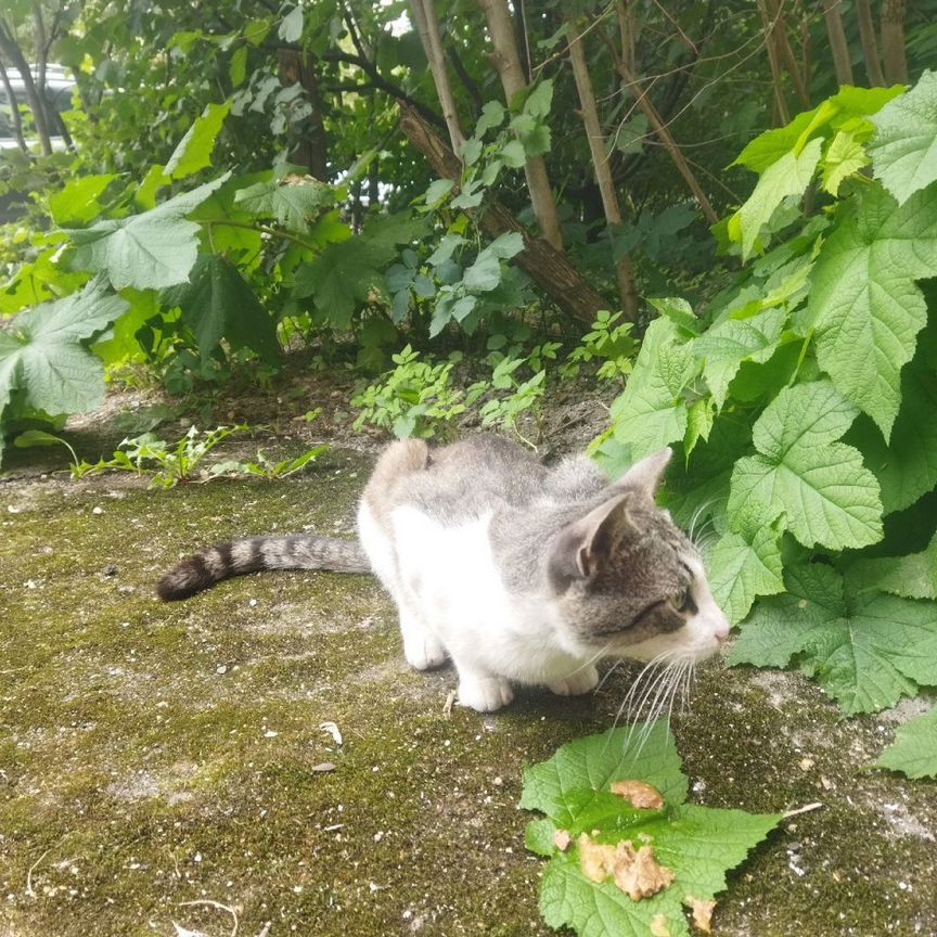 Котик в добрые руки