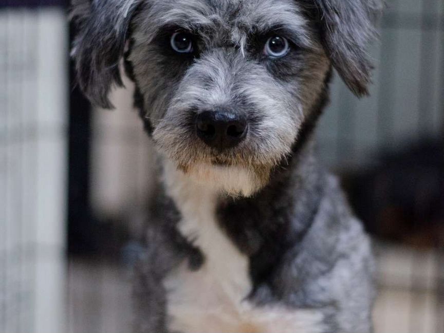 Вольф ищет дом