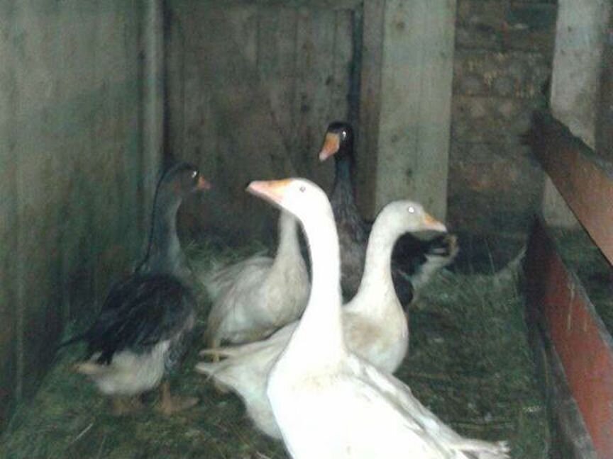 Гусь