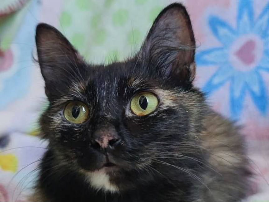 Кошечка трехцветочка ищет дом