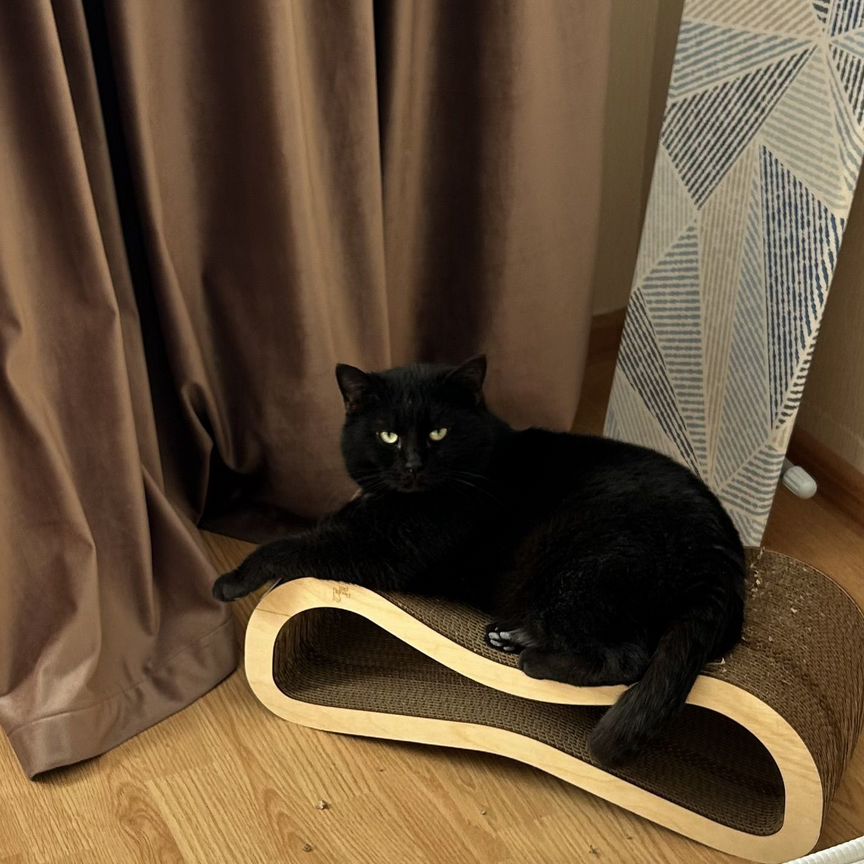 Котик Бусиныч ищет дом