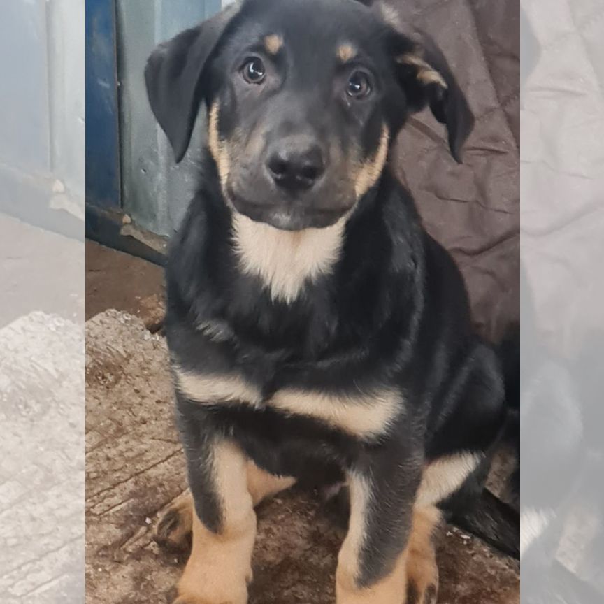 Немецкая овчарка, щенок