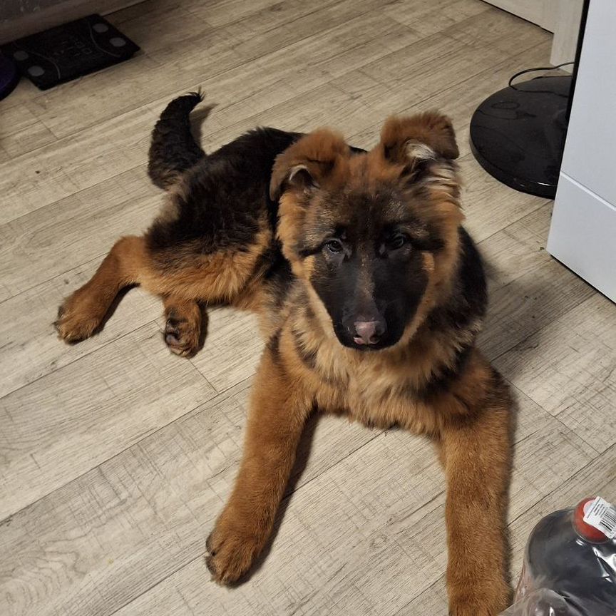 Немецкая овчарка, щенок