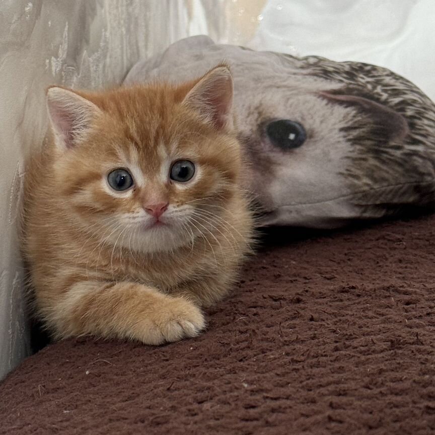 Котёнок в добрые руки