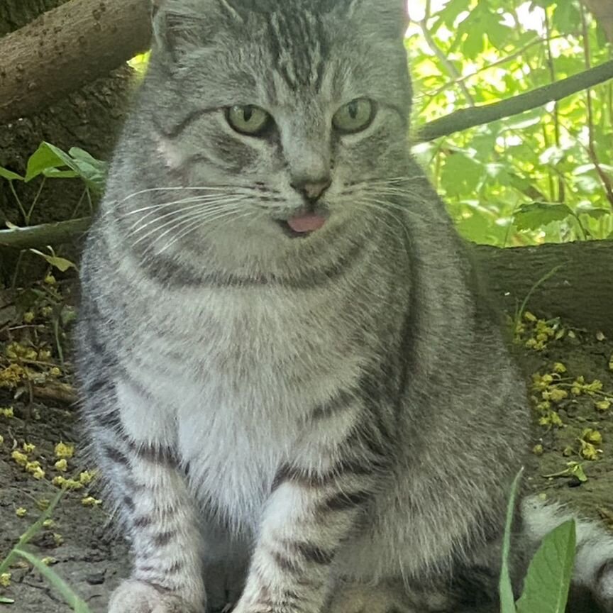 Милый котик, кастрирован 7 месяцев