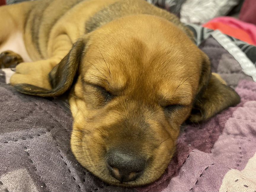 Щенок таксы