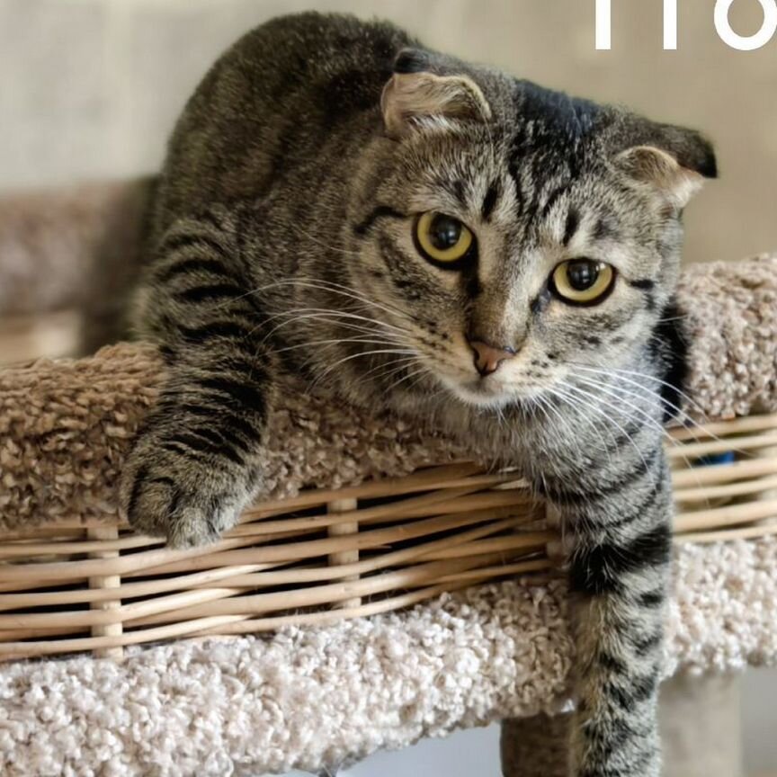 Ксюня ищет дом