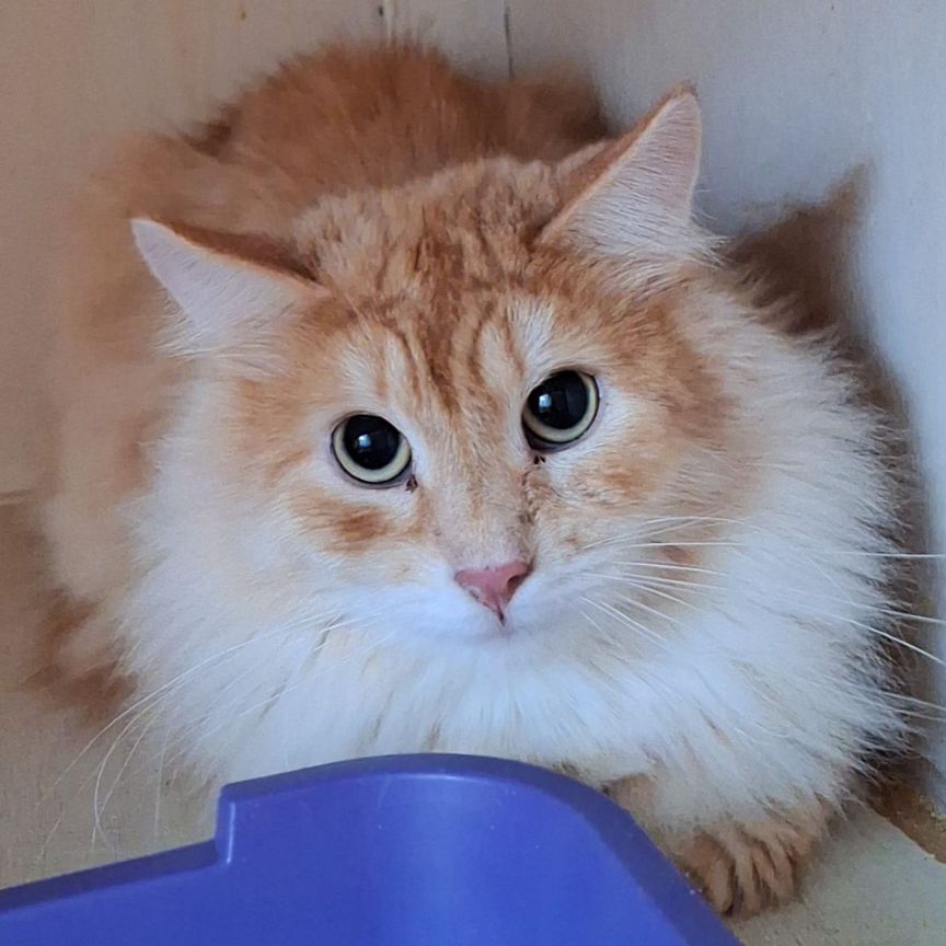 Кот