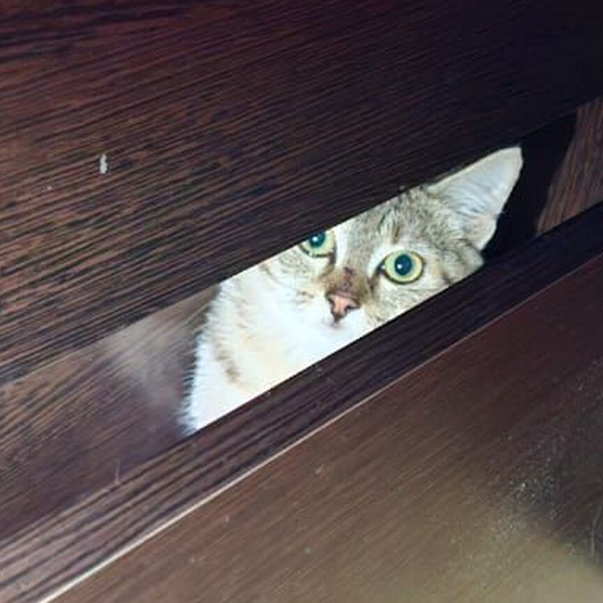 Котёнок в добрые руки