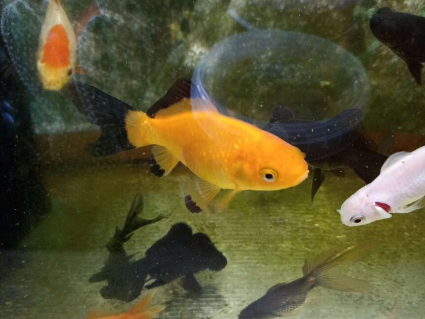 Аквариумные рыбки.Золотые рыбки.Телескопы чёрные
