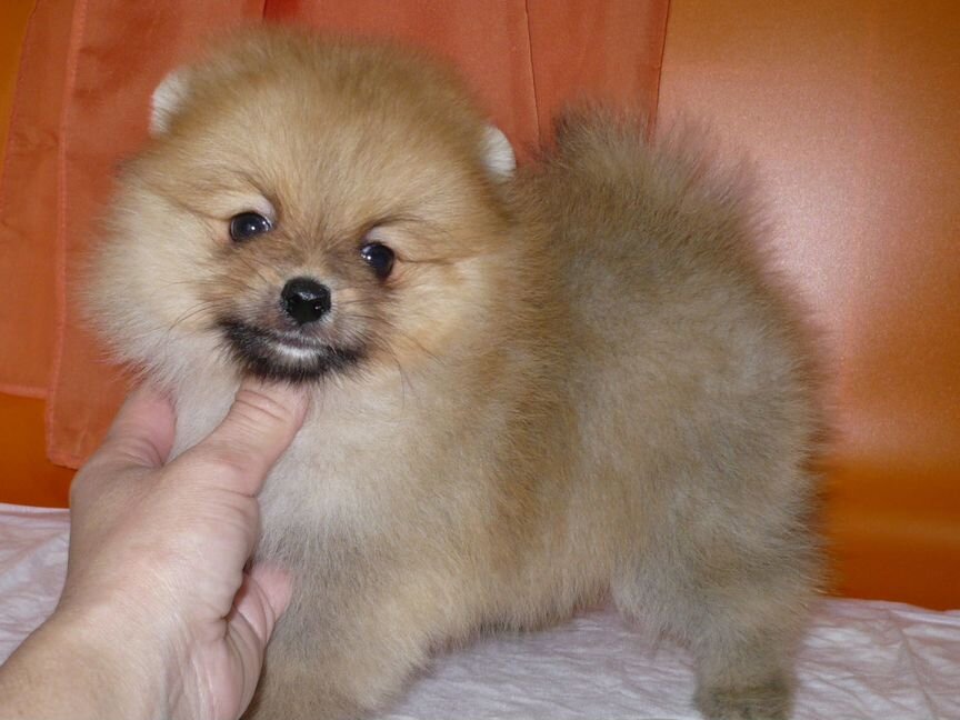 Шпиц рыжий мальчик