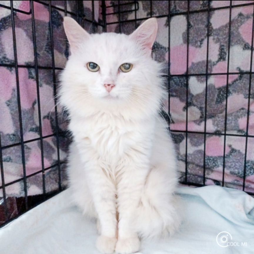 Белоснежный котик