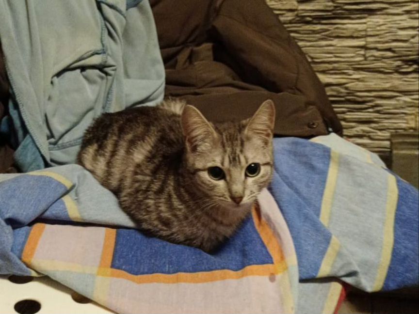 Котёнок Вискас Старший