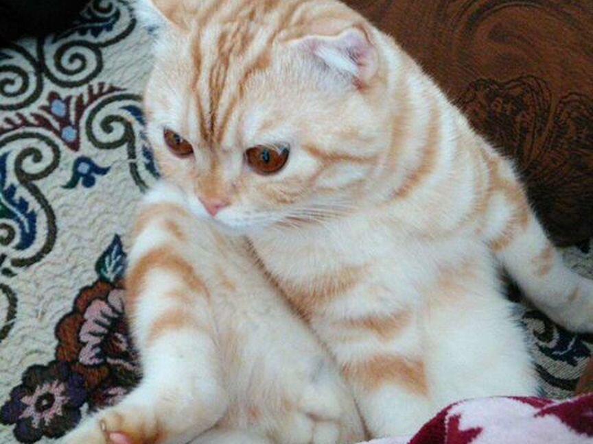 Шотландские