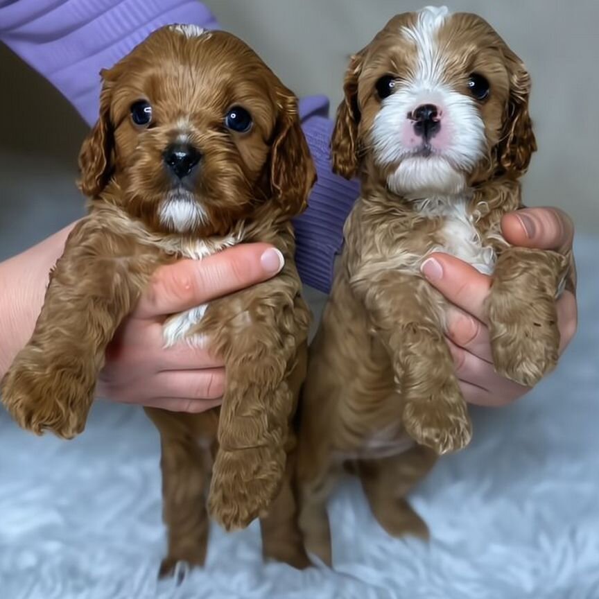 Кавапу, щенок