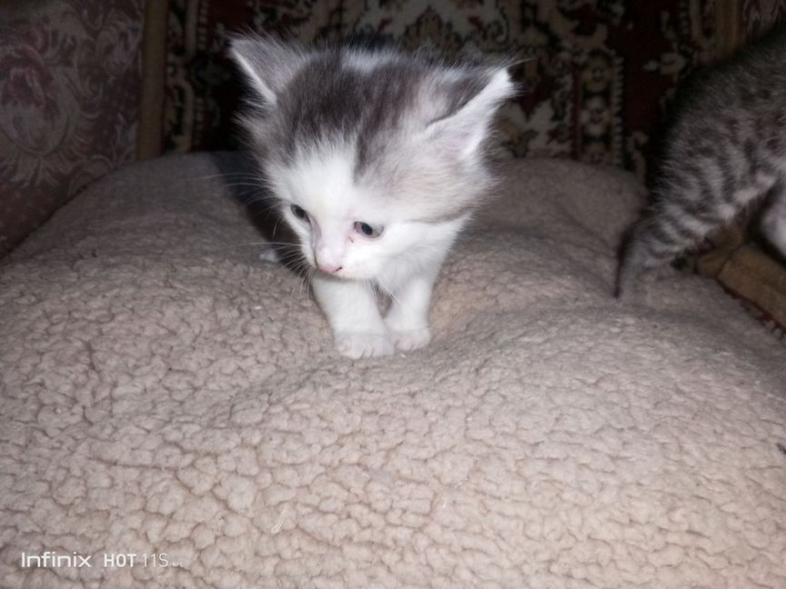 Отдам в добрые руки котят
