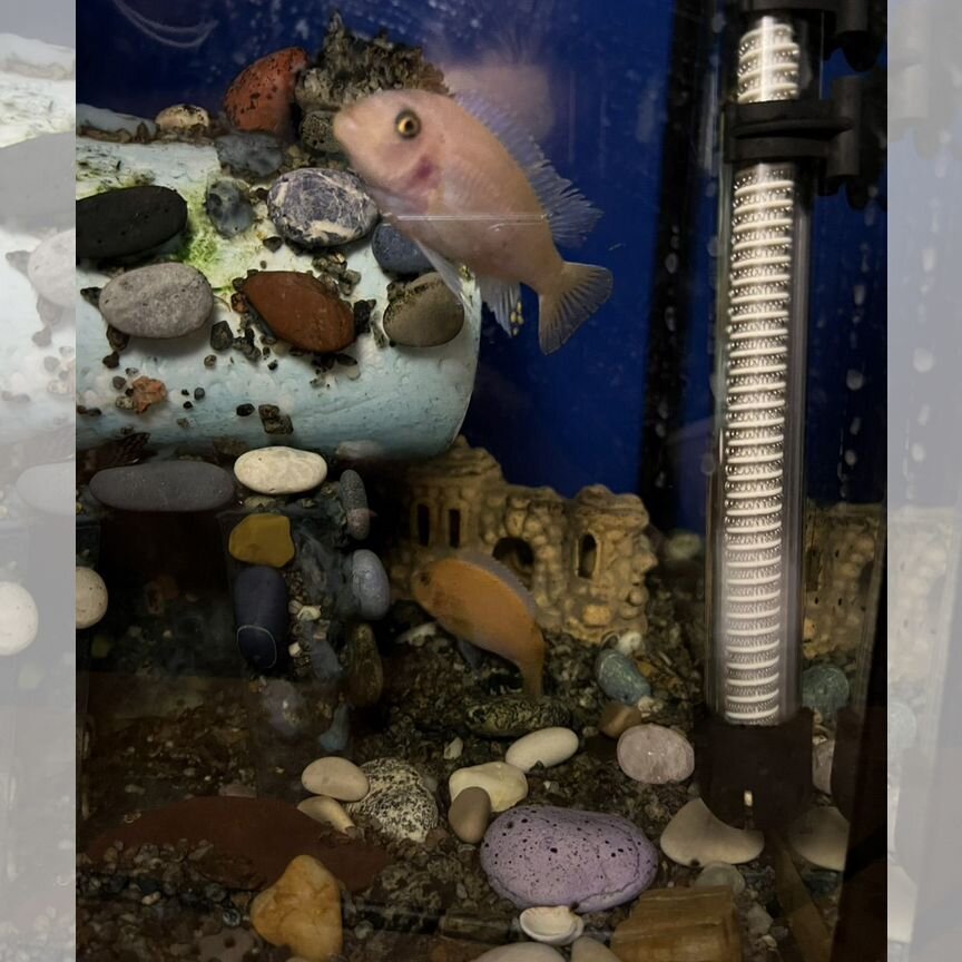 Обменяю рыбок