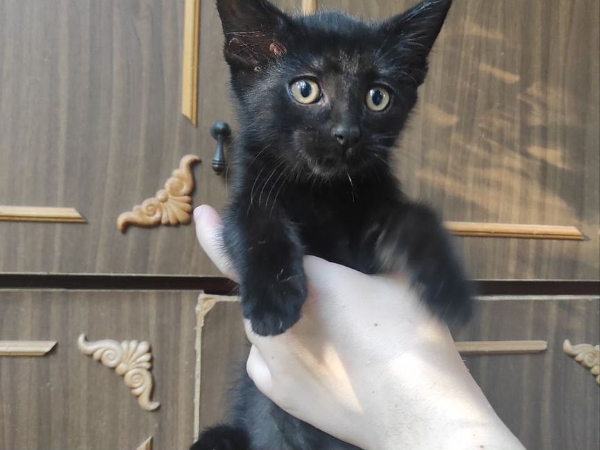 Котенок Уголек
