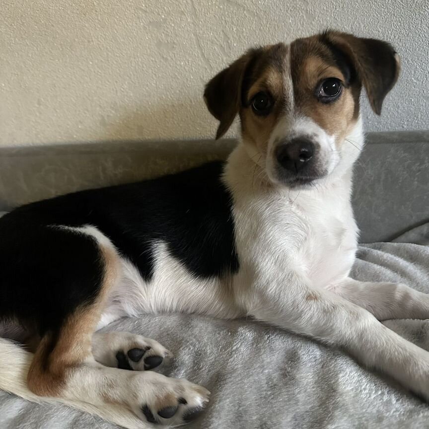 Бигль, щенок