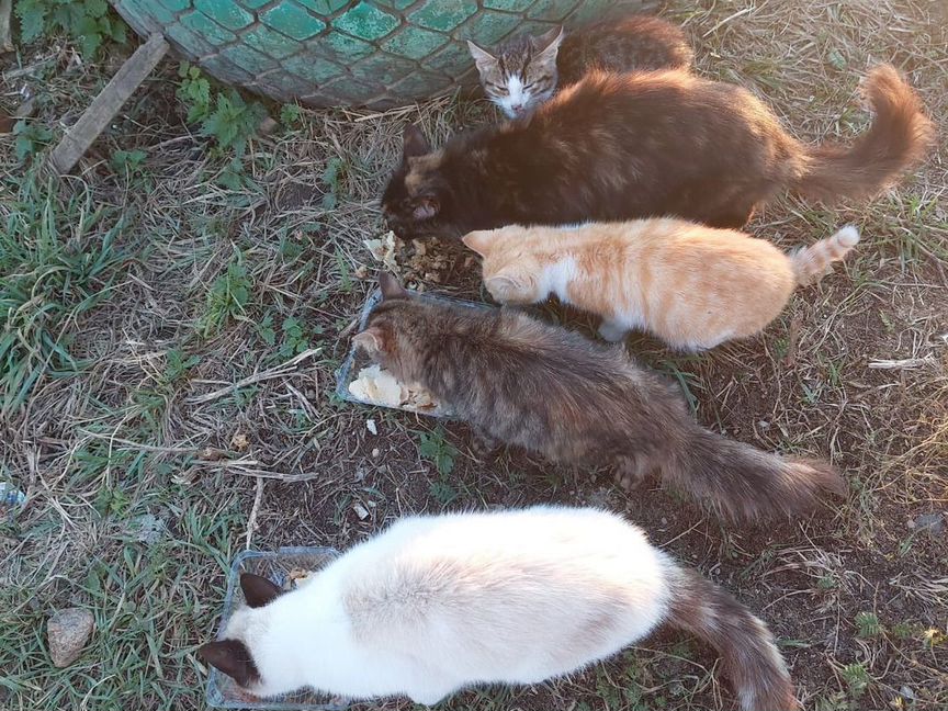 Кошки в добрые руки