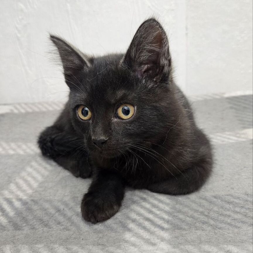 Черный котенок