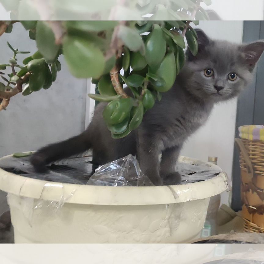 Котёнок в добрые руки