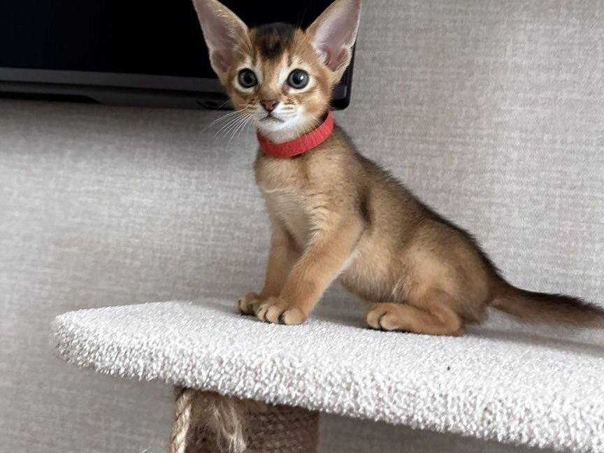 Абиссинские котята