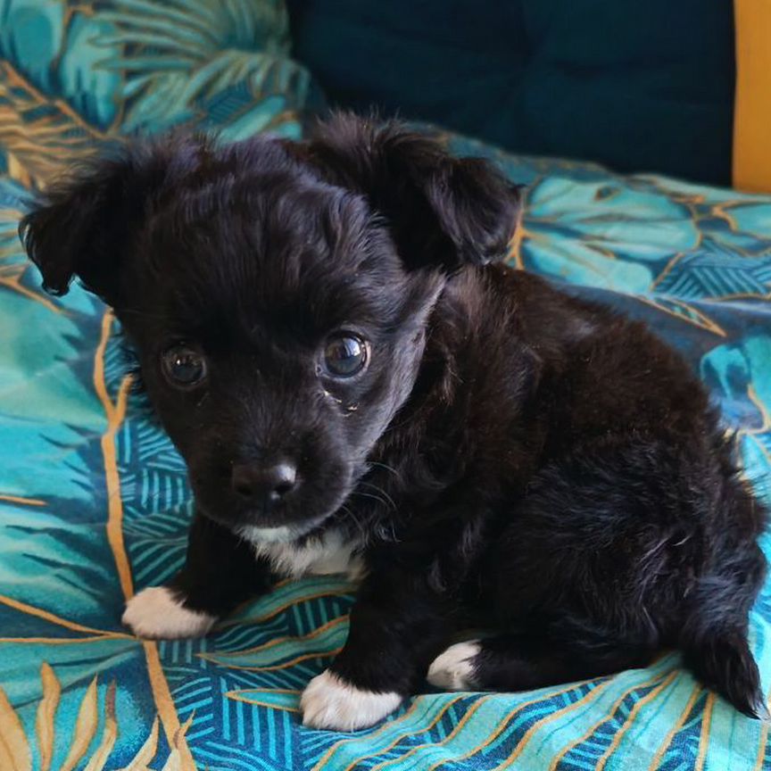 Щенок в добрые руки